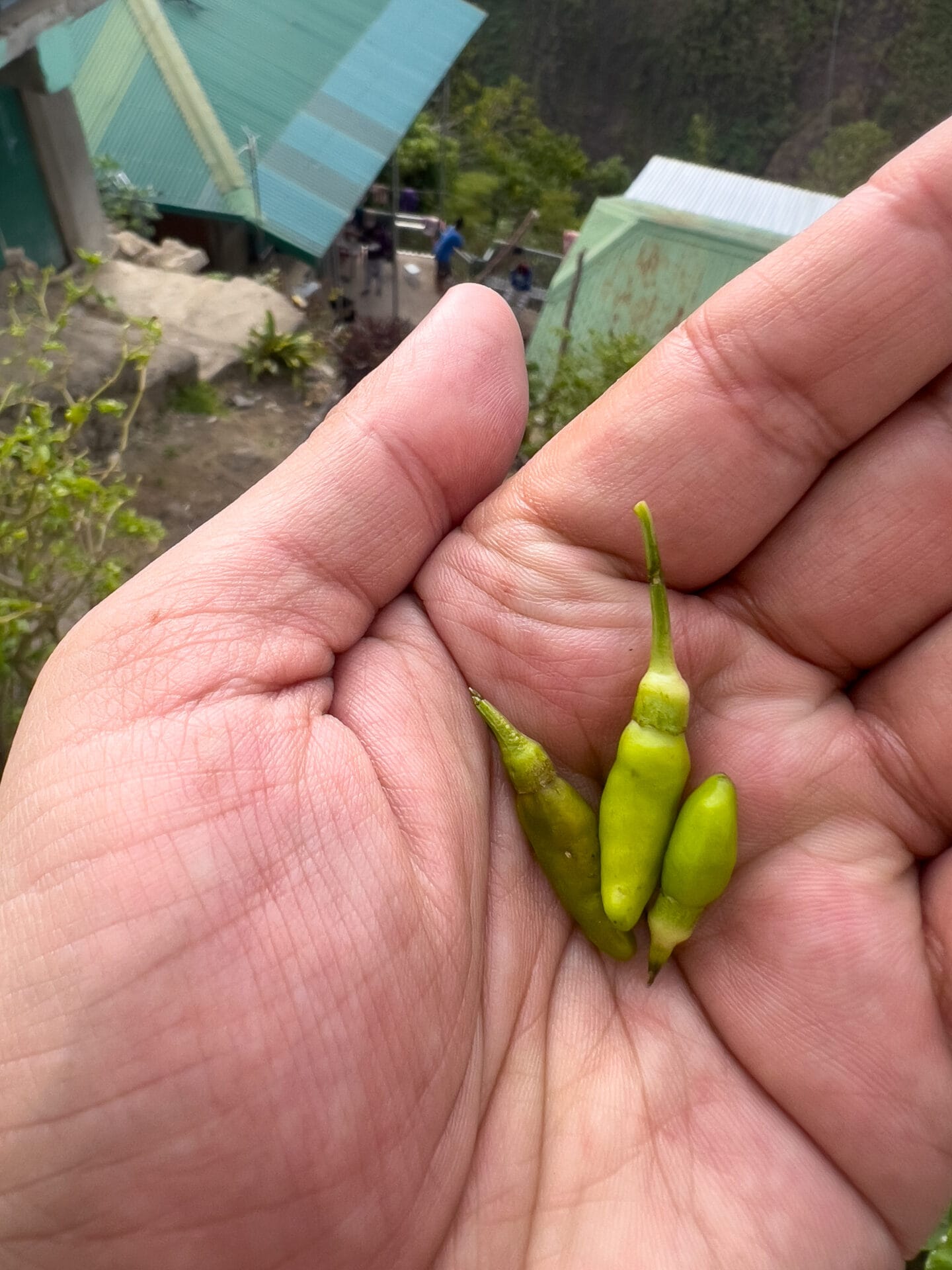 Food and Travel Blog | Siling Labuyo: Fire of the Philippines